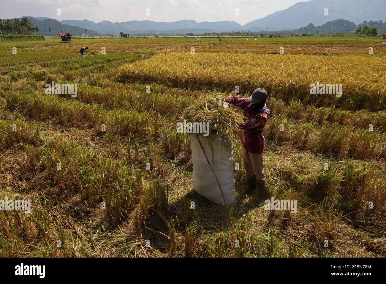 February 4, 2025, Aceh Besar, Aceh, Indonesia: Farmers tie the ...