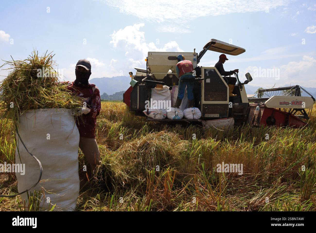 Aceh Besar, Aceh, Indonesia. 4th Feb, 2025. Farmers tie the harvested ...