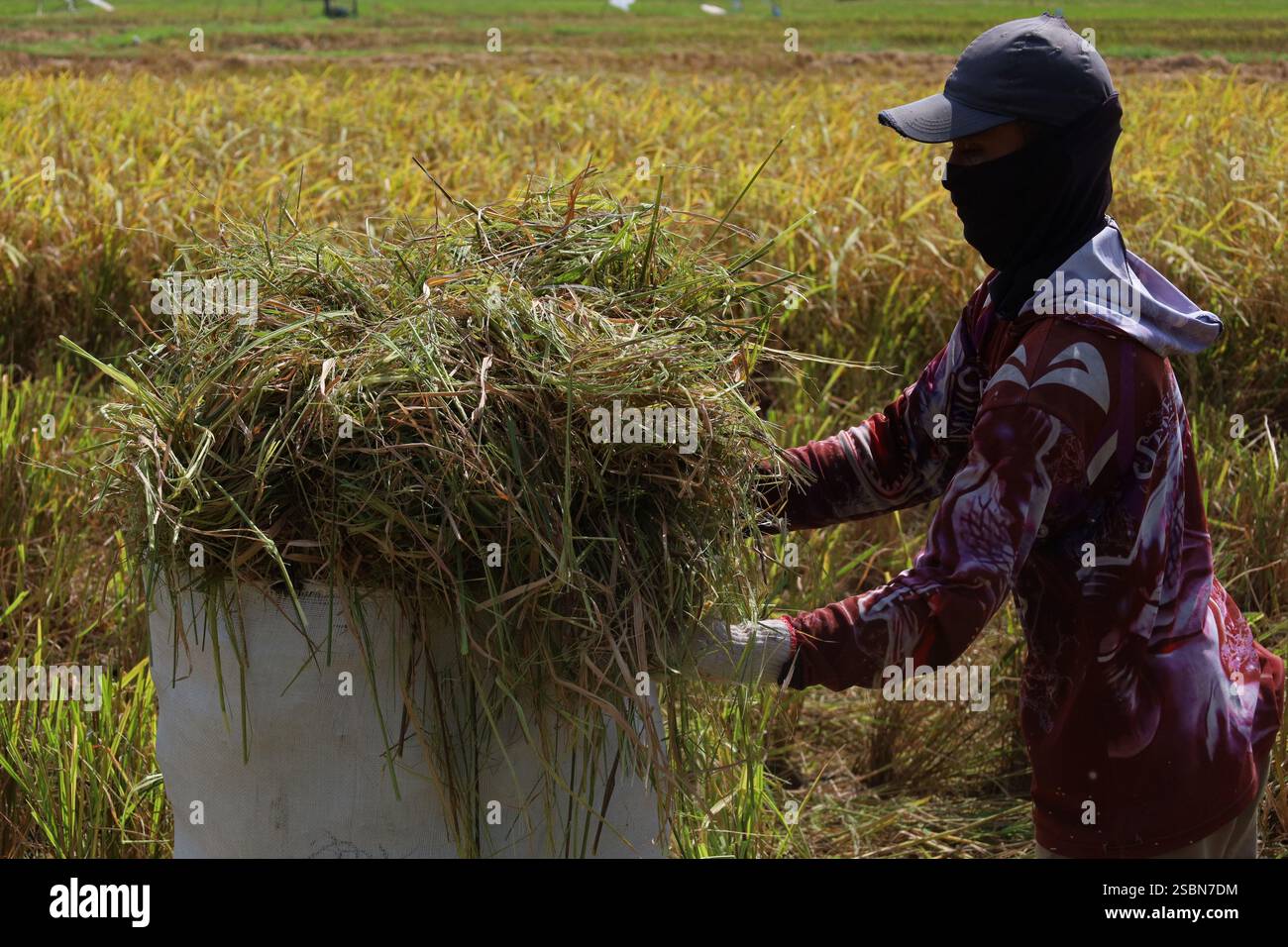 Aceh Besar, Aceh, Indonesia. 4th Feb, 2025. Farmers tie the harvested ...