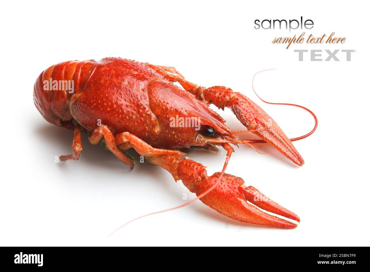 Boiled crawfish is isolated on a white background Stock Photo - Alamy