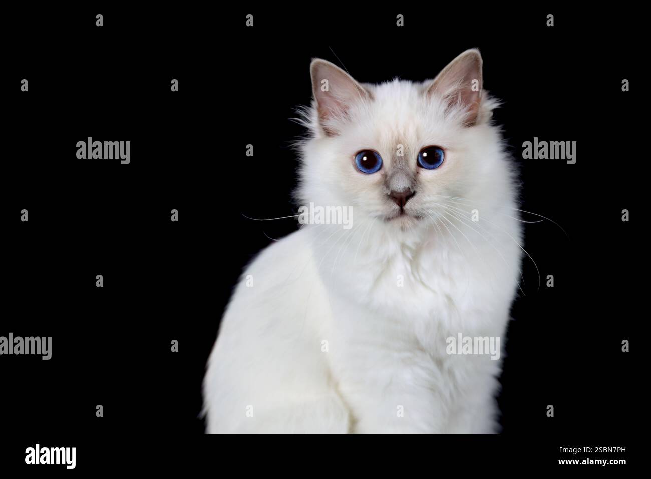 Cute birman cat on a black background Stock Photo - Alamy