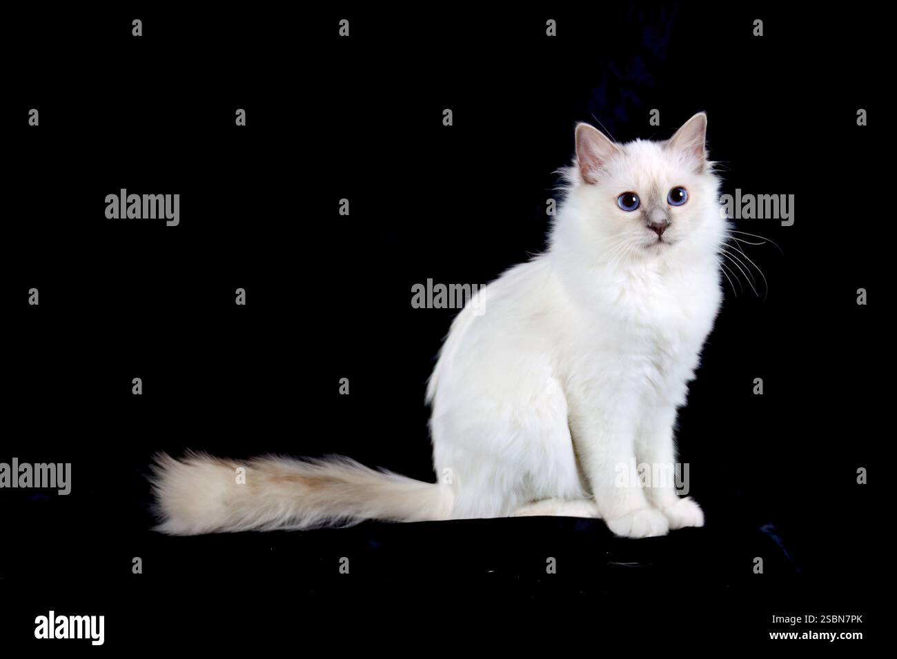 Cute birman cat on a black background Stock Photo - Alamy