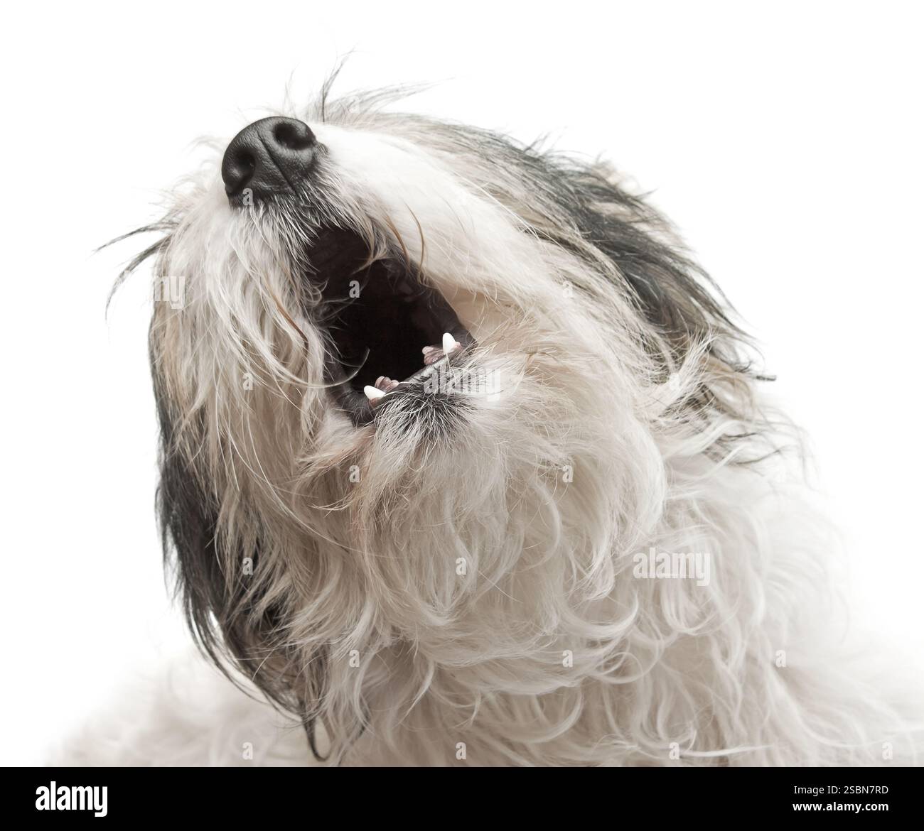 Song dog hi-res stock photography and images - Alamy