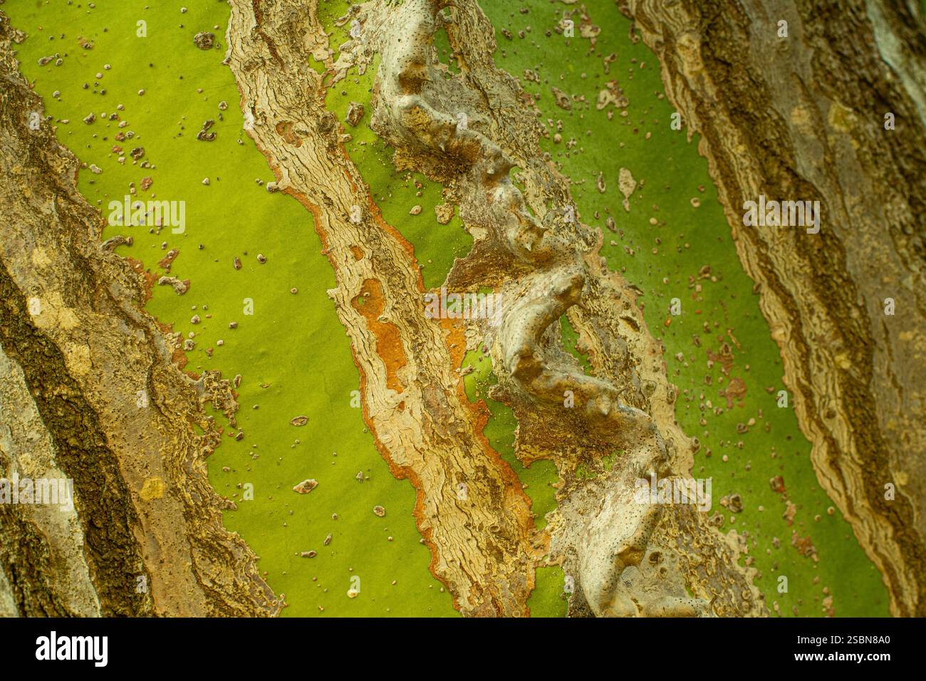 Hard and irregular surface of a cactus euphorbia ingens. Natural ...