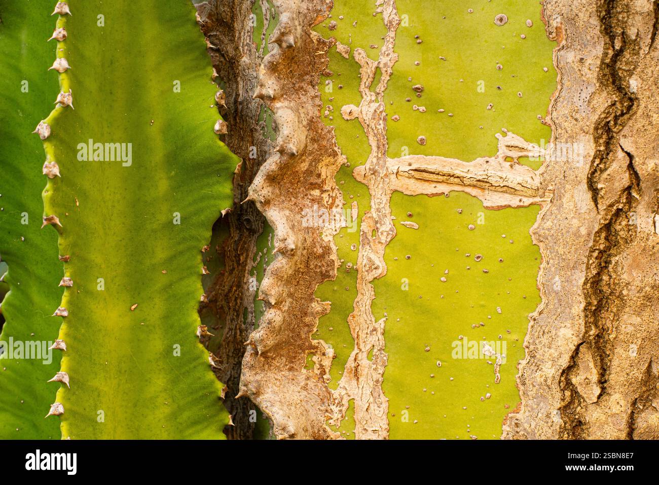 Hard and irregular surface of a cactus euphorbia ingens. Rough textures ...
