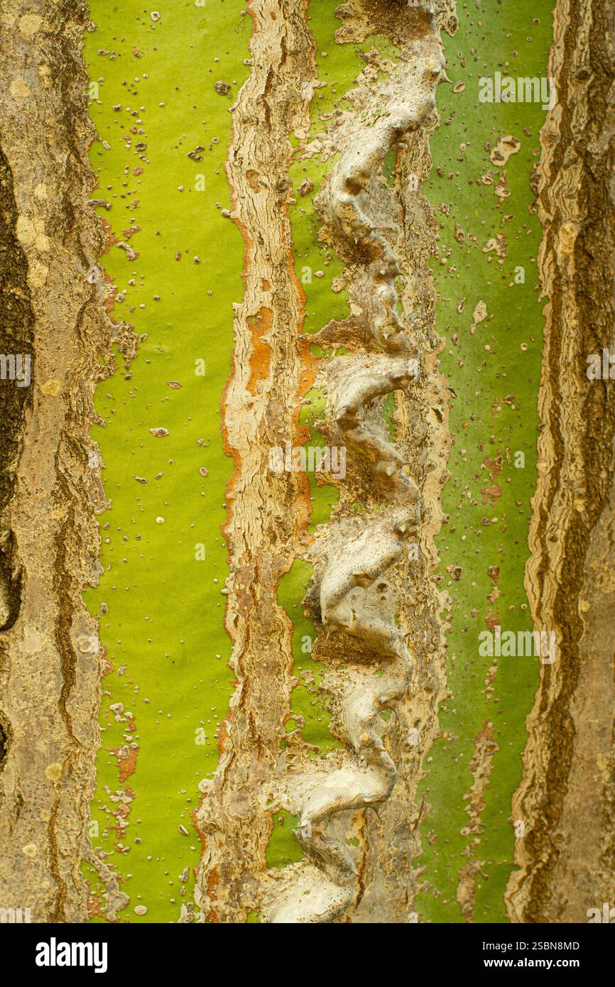 Hard and irregular surface of a cactus euphorbia ingens. Close-up of ...