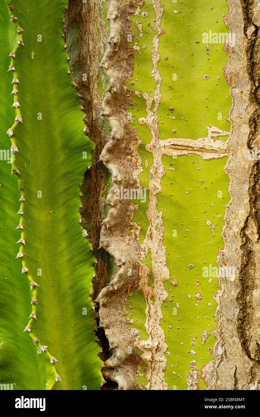 Hard and irregular surface of a cactus euphorbia ingens. Close-up of ...