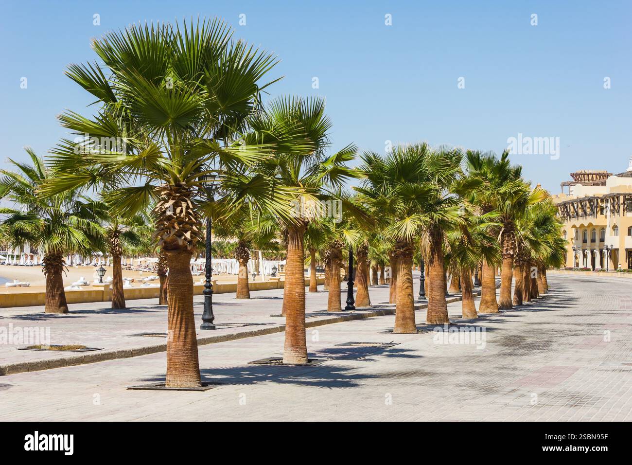 Promenade with palm trees on the shore of the Red Sea, Egypt, Hurghada ...