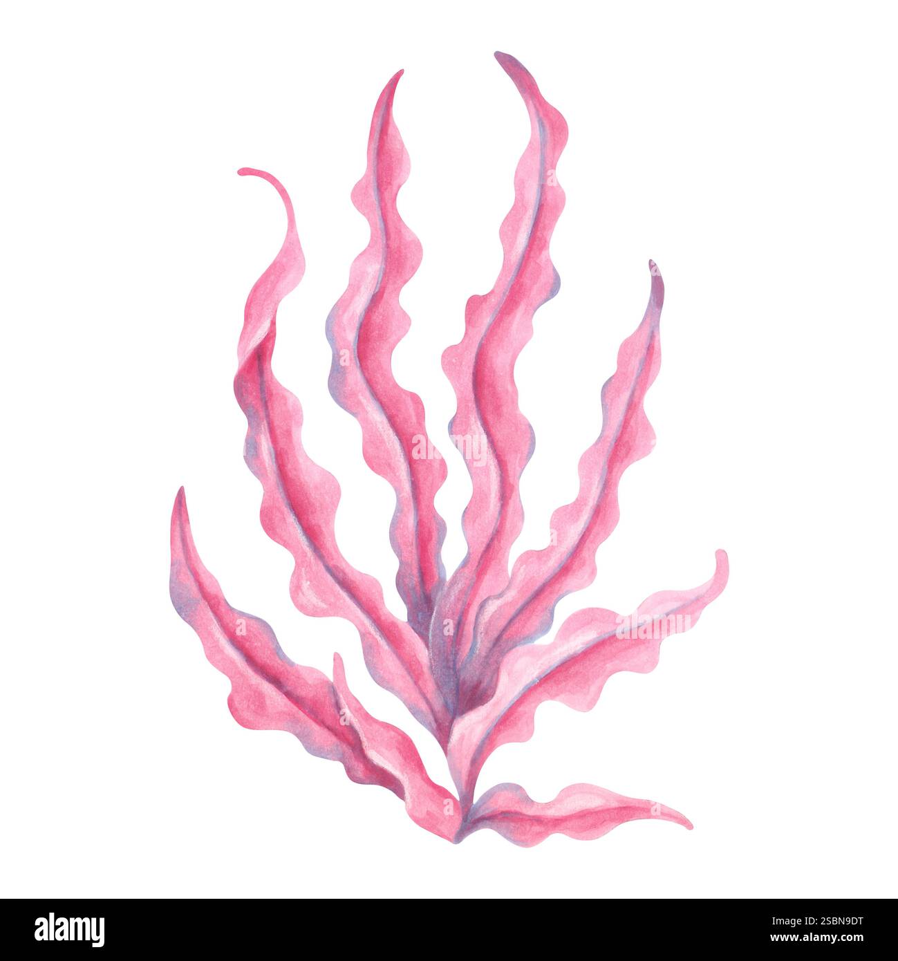 Pink underwater seaweed branch. Watercolor and marker illustration ...