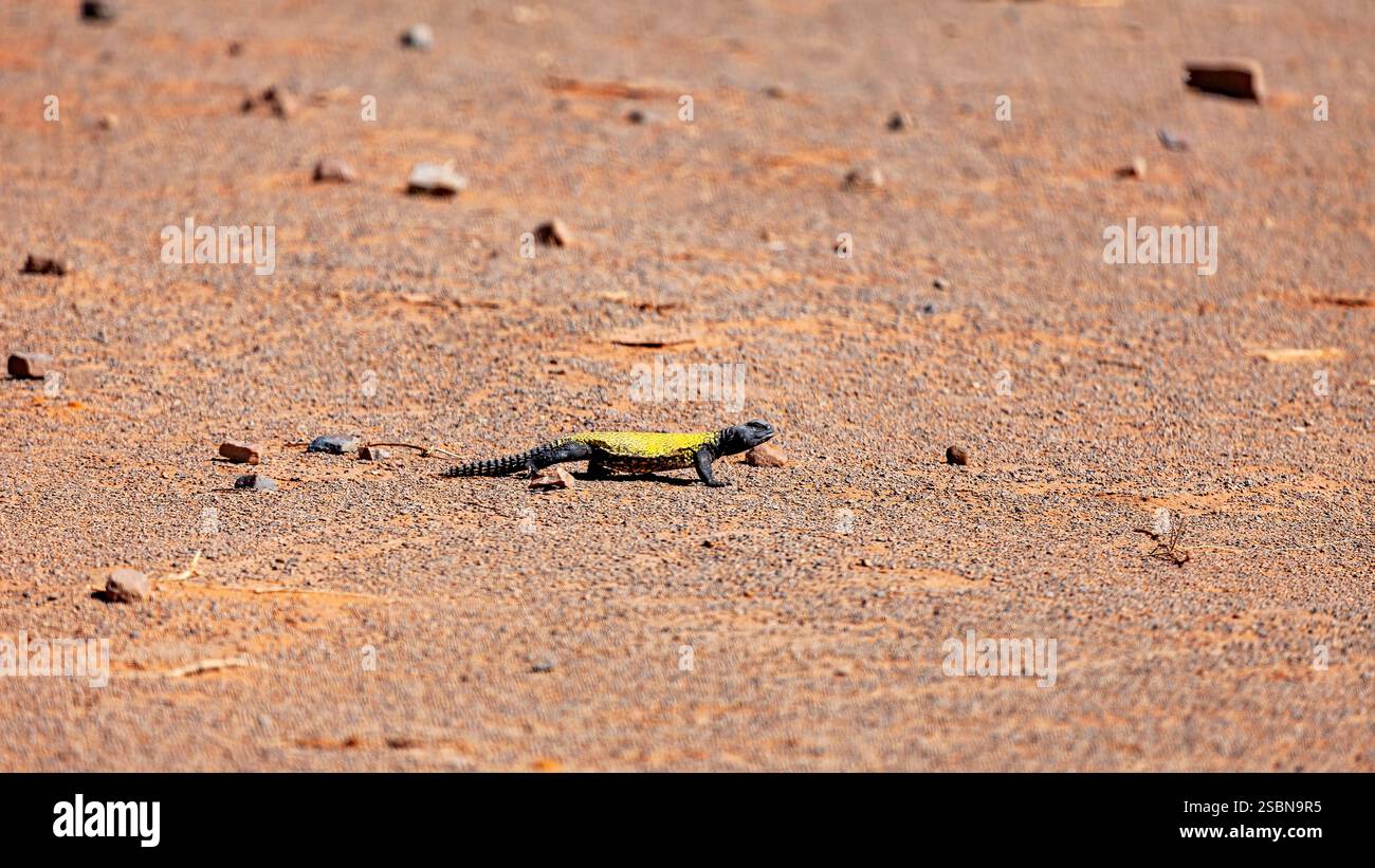 A North Africa Thorny Tail Agama Stock Photo - Alamy