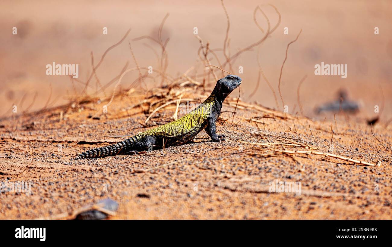 A North Africa Thorny Tail Agama Stock Photo - Alamy