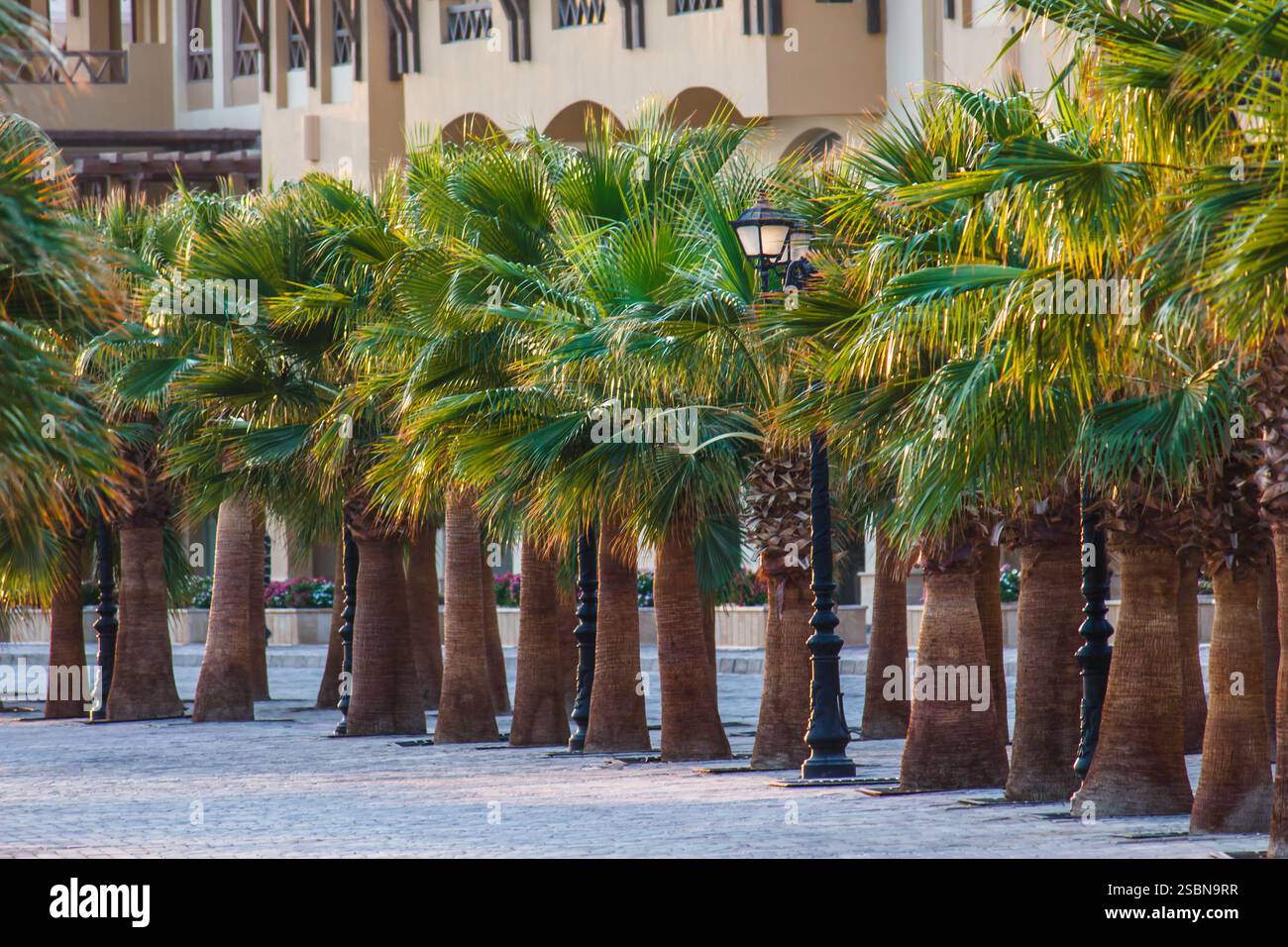 Promenade with palm trees on the shore of the Red Sea, Egypt, Hurghada ...