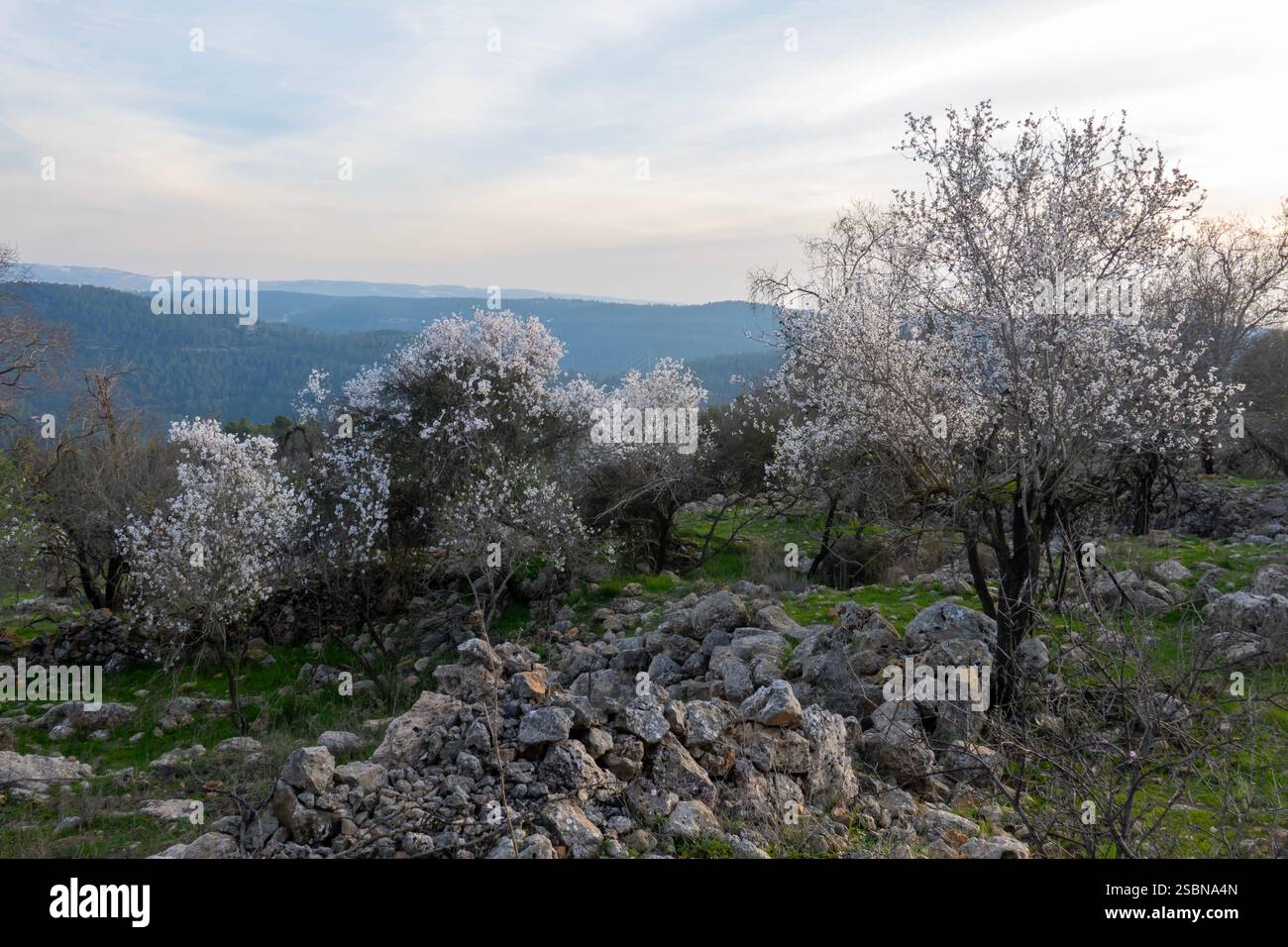 Almond trees Prunus amygdalus with blossoming flowers in the forest of ...