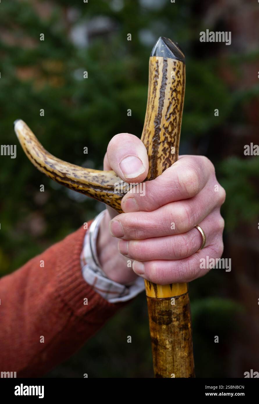 A walking stick, that has a deer antler as the handle, which has been ...