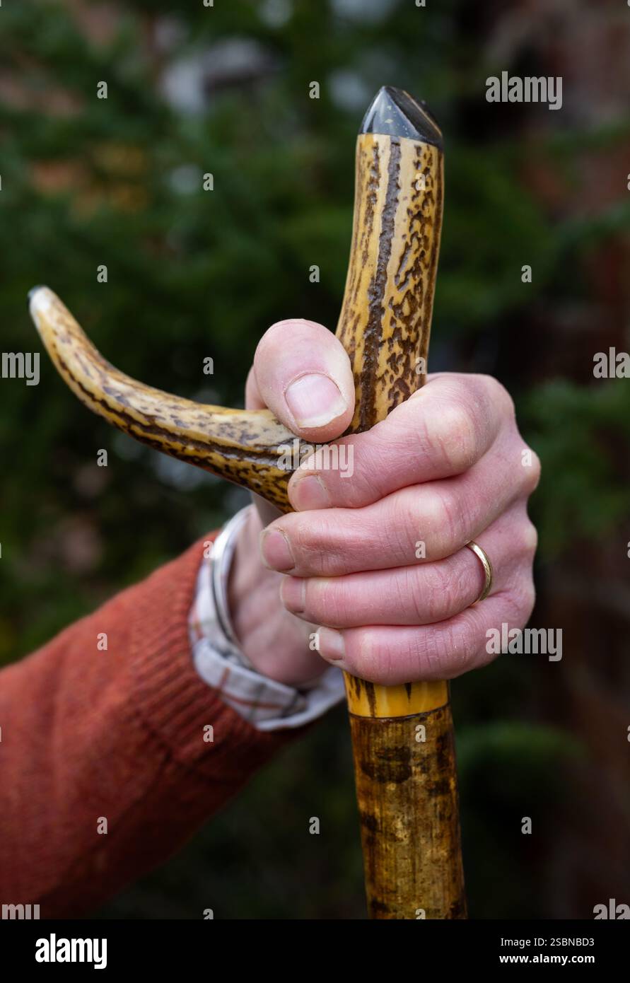 A walking stick, that has a deer antler as the handle, which has been ...