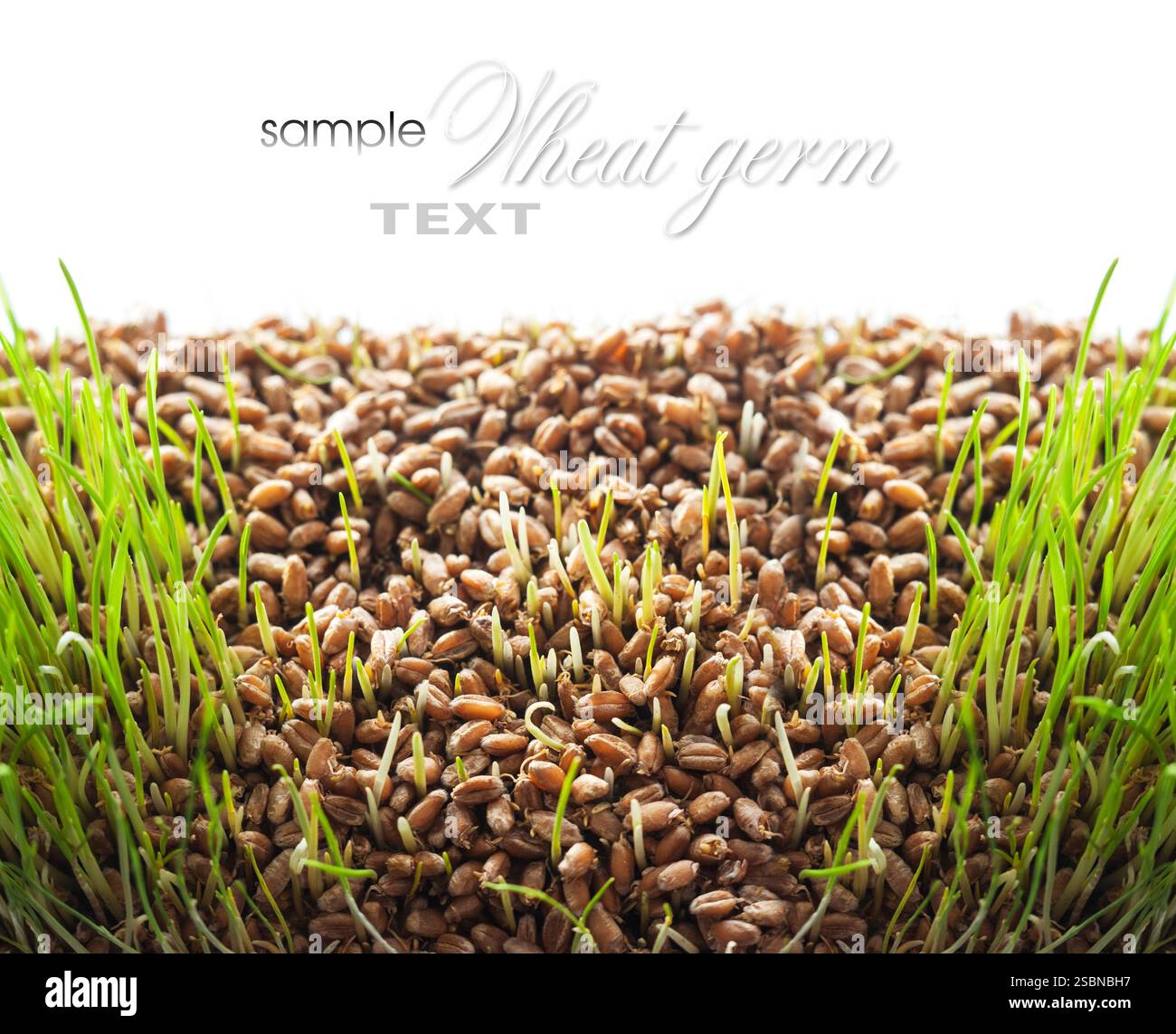 Grains of sprouted wheat close-up on white background Stock Photo - Alamy