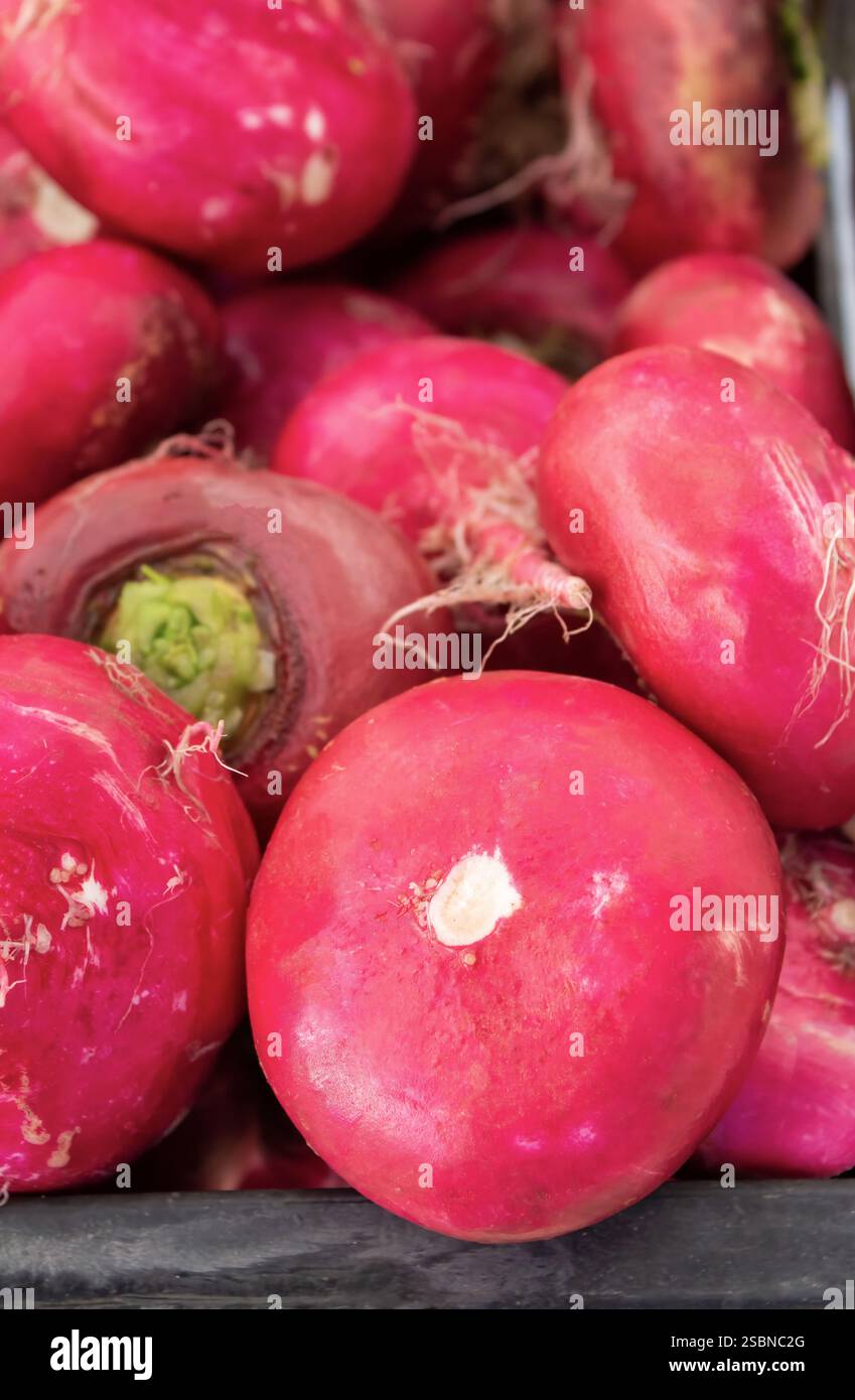 Freshly dug and washed red turnips. Turnips are rich in vitamin C and ...