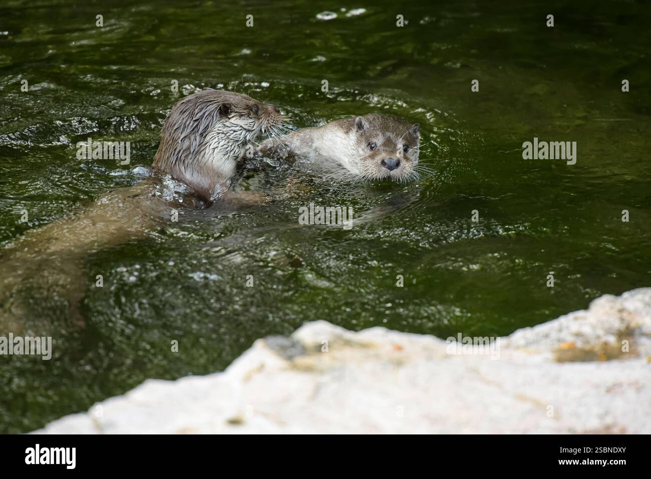 View on a couple of otters fighting in a watercourse in France Stock ...