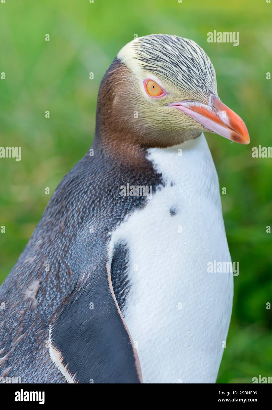 New Zealand, South Island, Yellow-eyed Penguin (Megadyptes antipodes ...