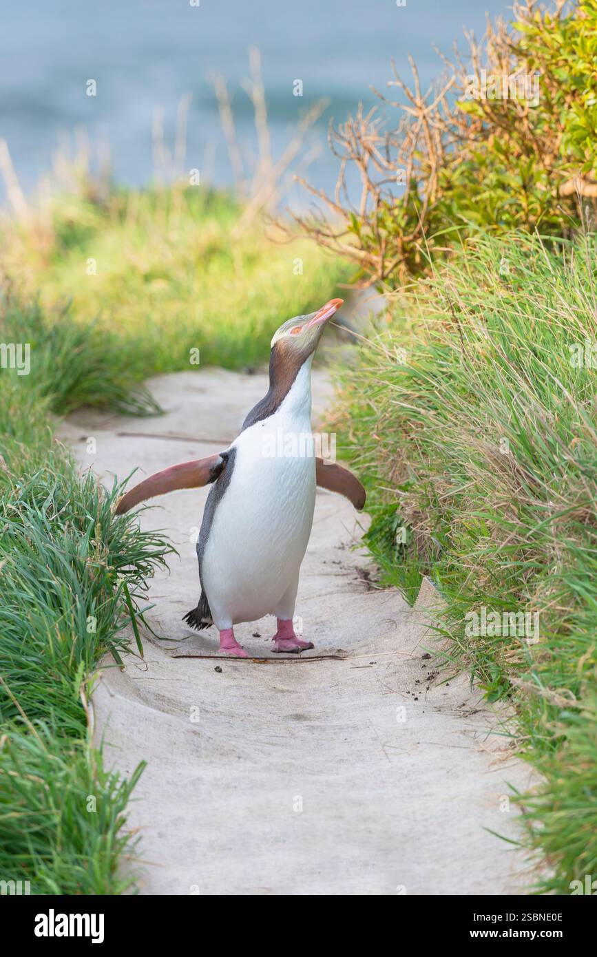 New Zealand, South Island, Yellow-eyed Penguin (Megadyptes antipodes ...