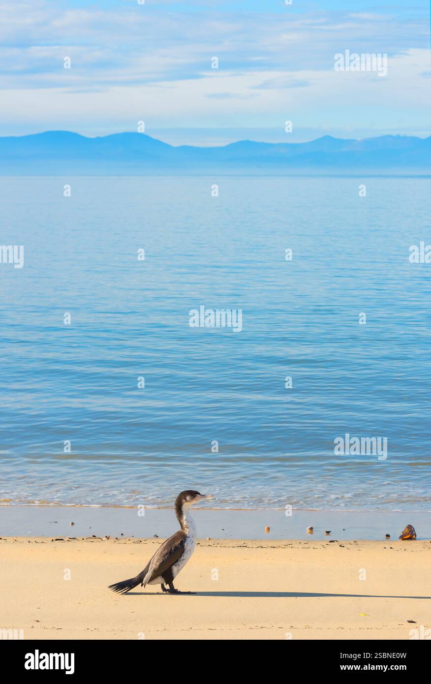 New Zealand, South Island, New Zealand Cormorant on shore, Abel Tasman ...