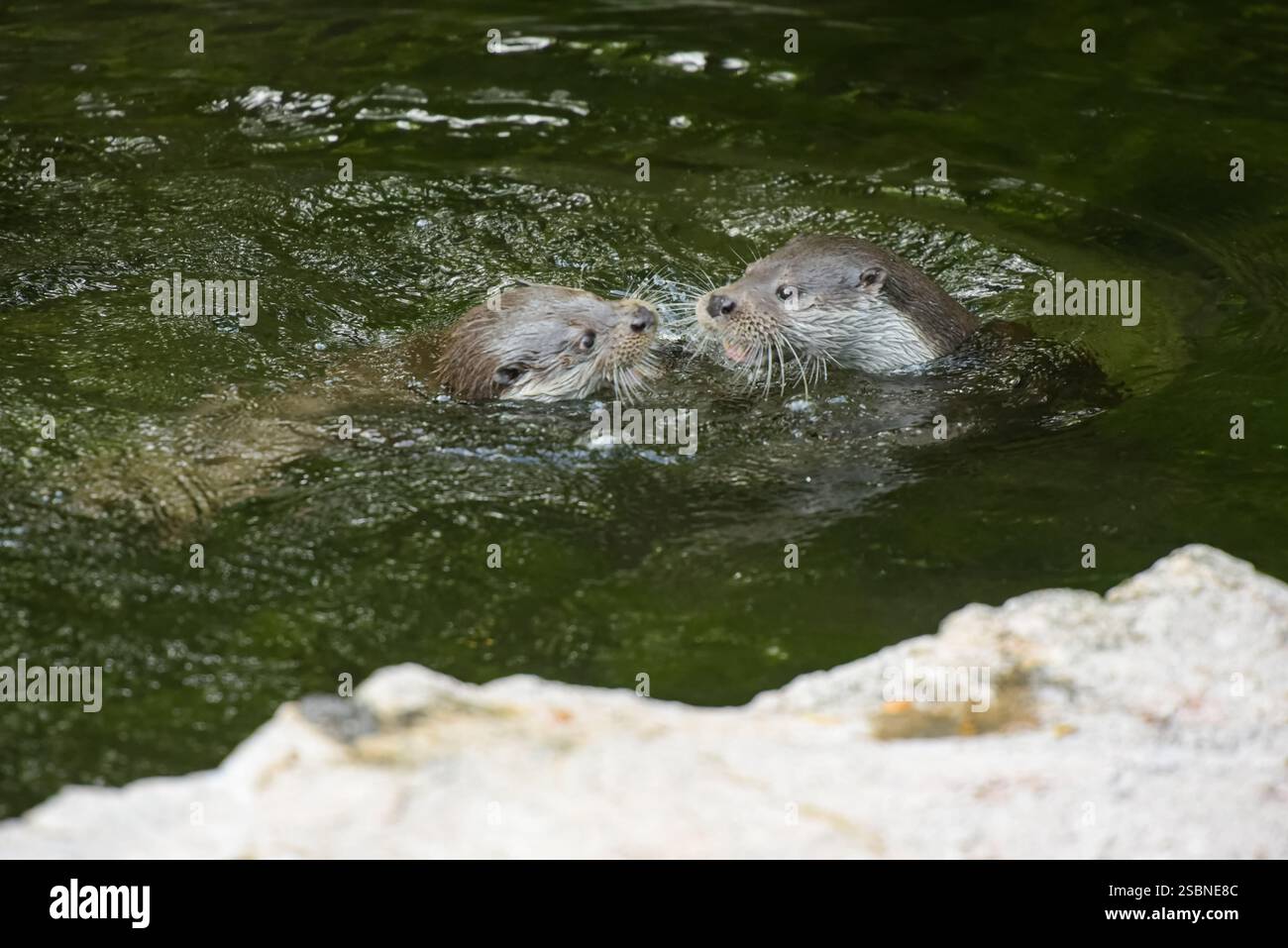 View on a couple of otters fighting in a watercourse in France Stock ...