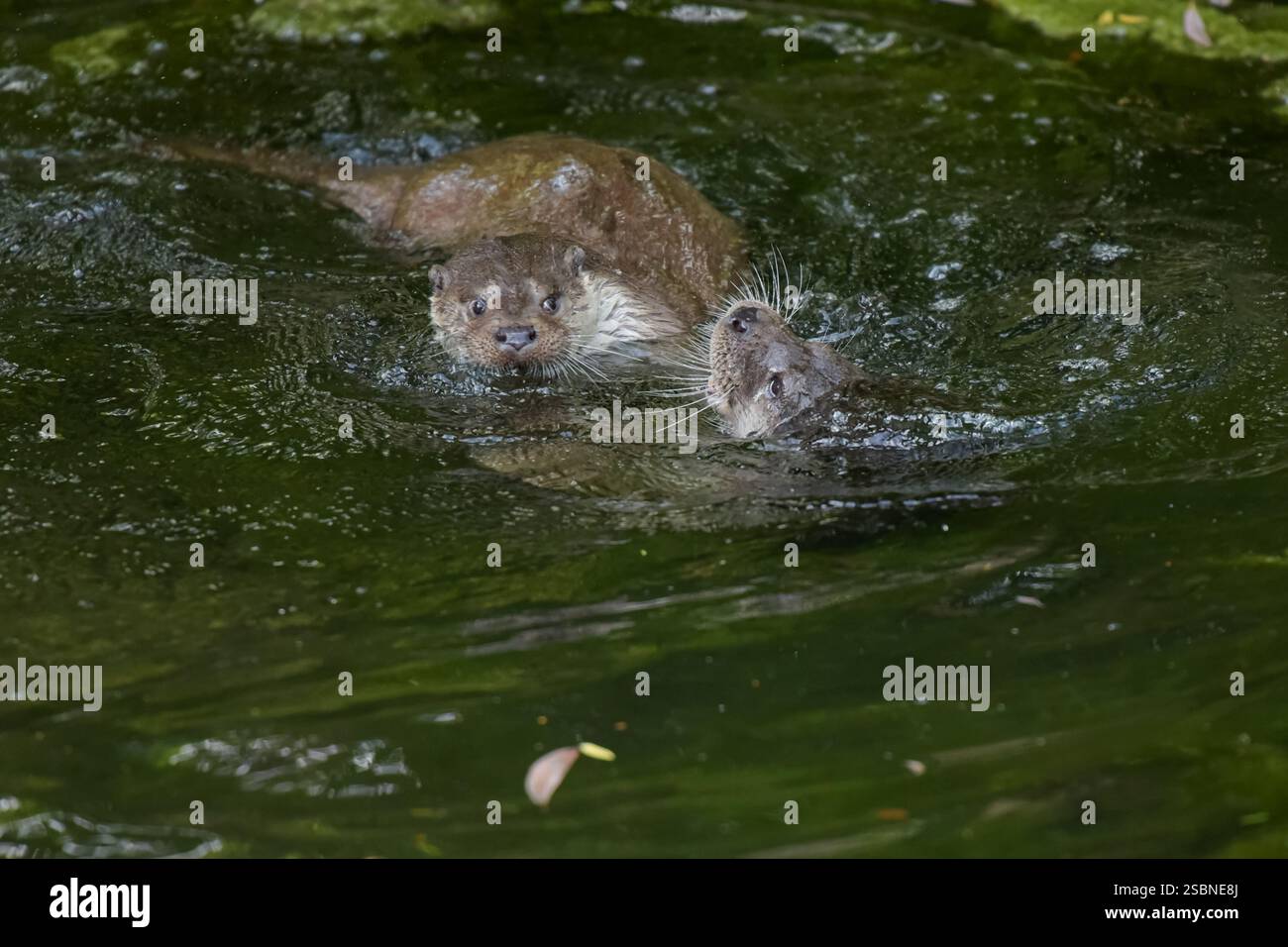 View on a couple of otters fighting in a watercourse in France Stock ...