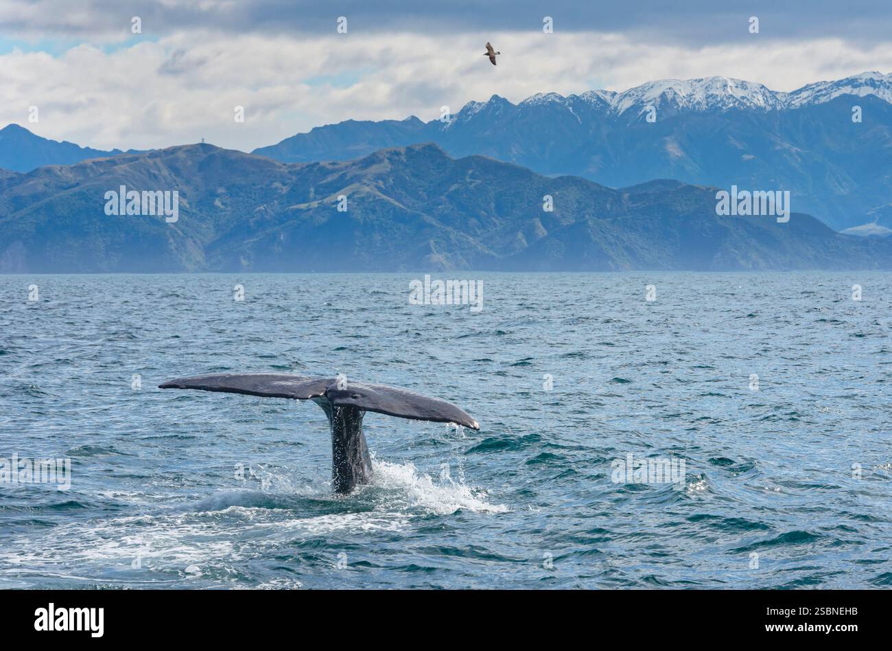 New Zealand, South Island, Tail of a diving sperm whale, Kaikoura ...