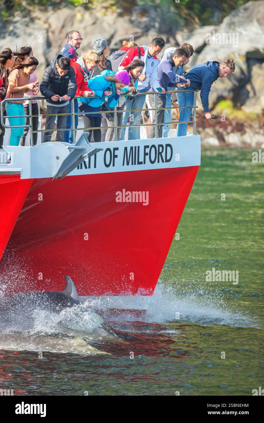 New Zealand, South Island, Bottlenose dolphins racing with a cruise ...
