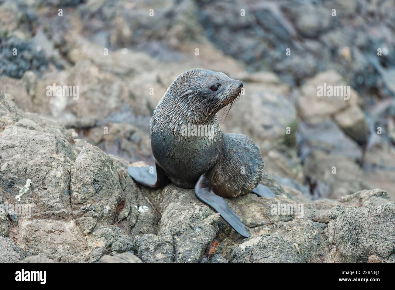 New Zealand, South Island, New Zealand fur seal pup (Arctocephalus ...