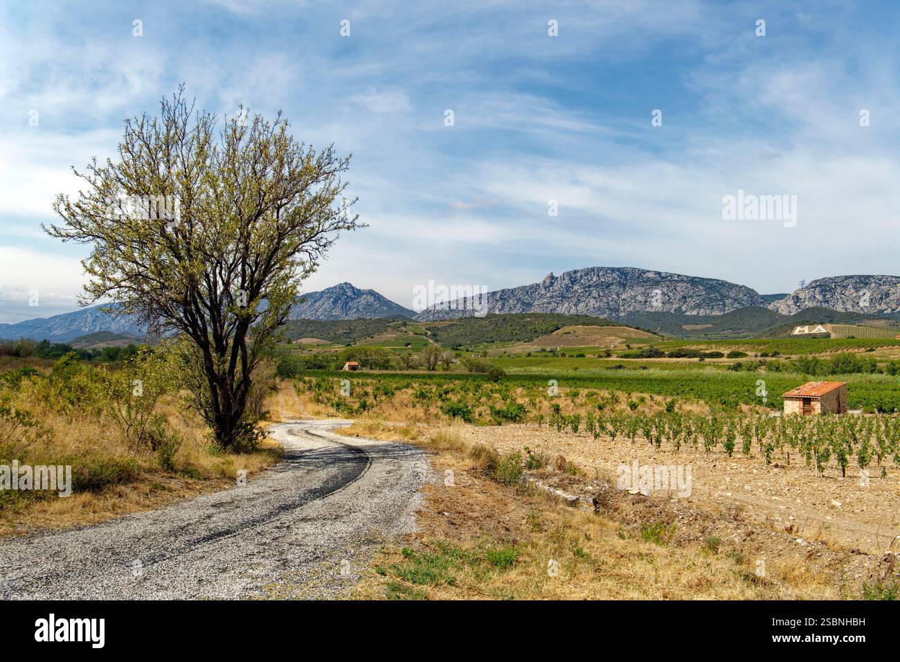 France, Aude, Pays cathare, Les Corbieres, the castle of Queribus on ...