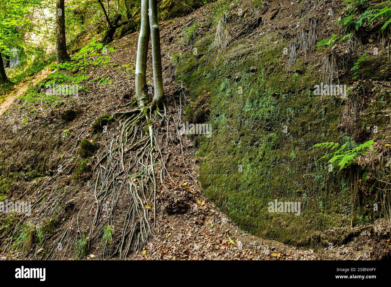 Exposed roots of a tree in the Drachenschlucht, a gorge and geological ...