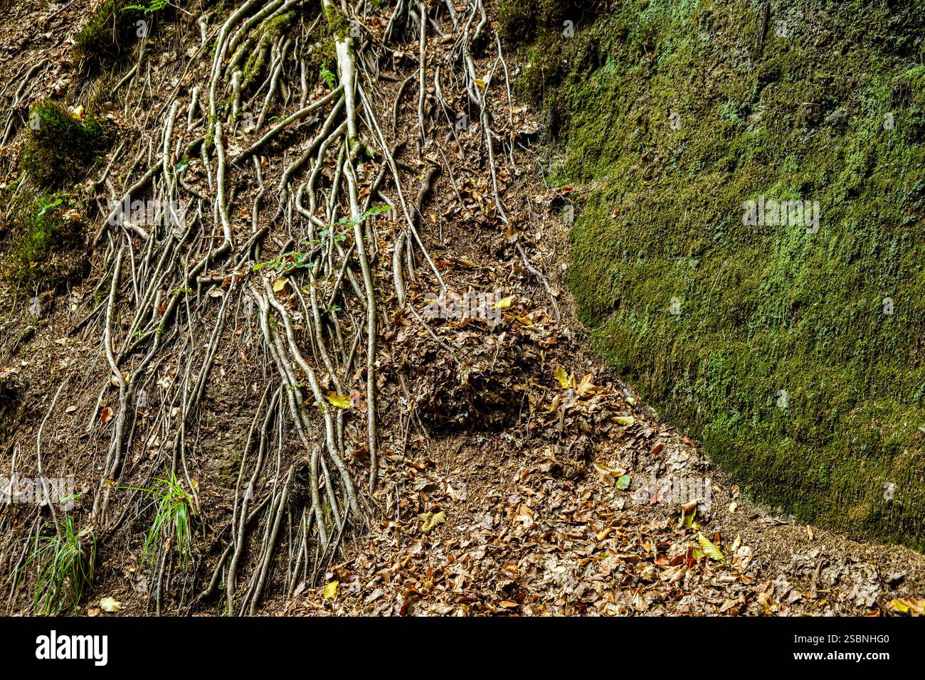 Exposed roots of a tree in the Drachenschlucht, a gorge and geological ...