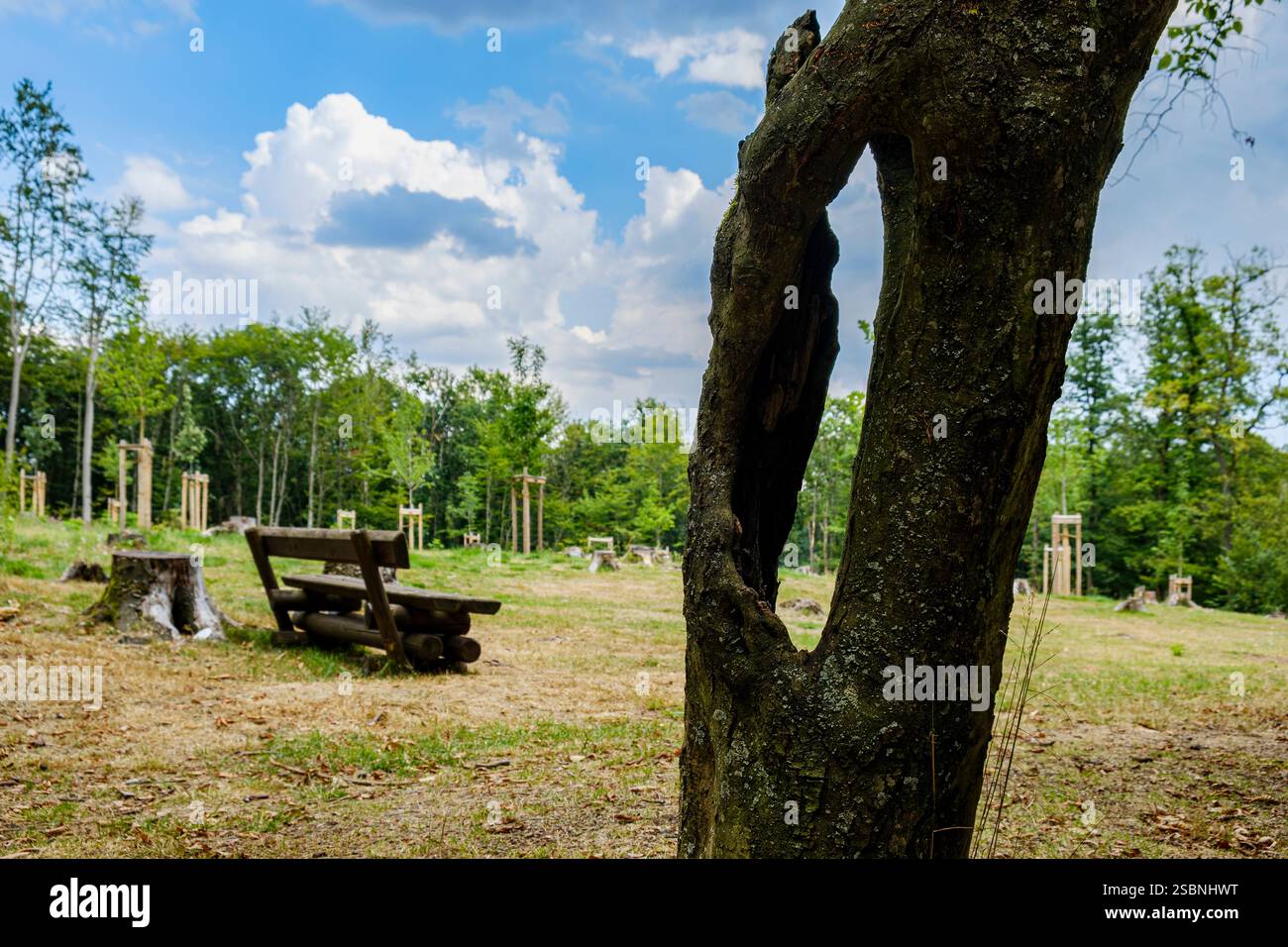Tree with continuous oblong hole, arboretum at the Sängerwiese in ...