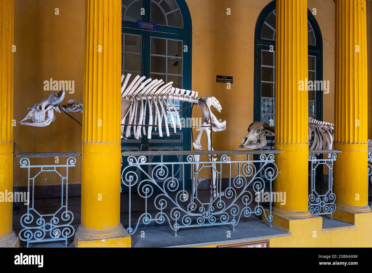 Vietnam, Hanoi, district of Hoan Kiem, Phan Chu Trinh area, University of Science - Hanoi ...