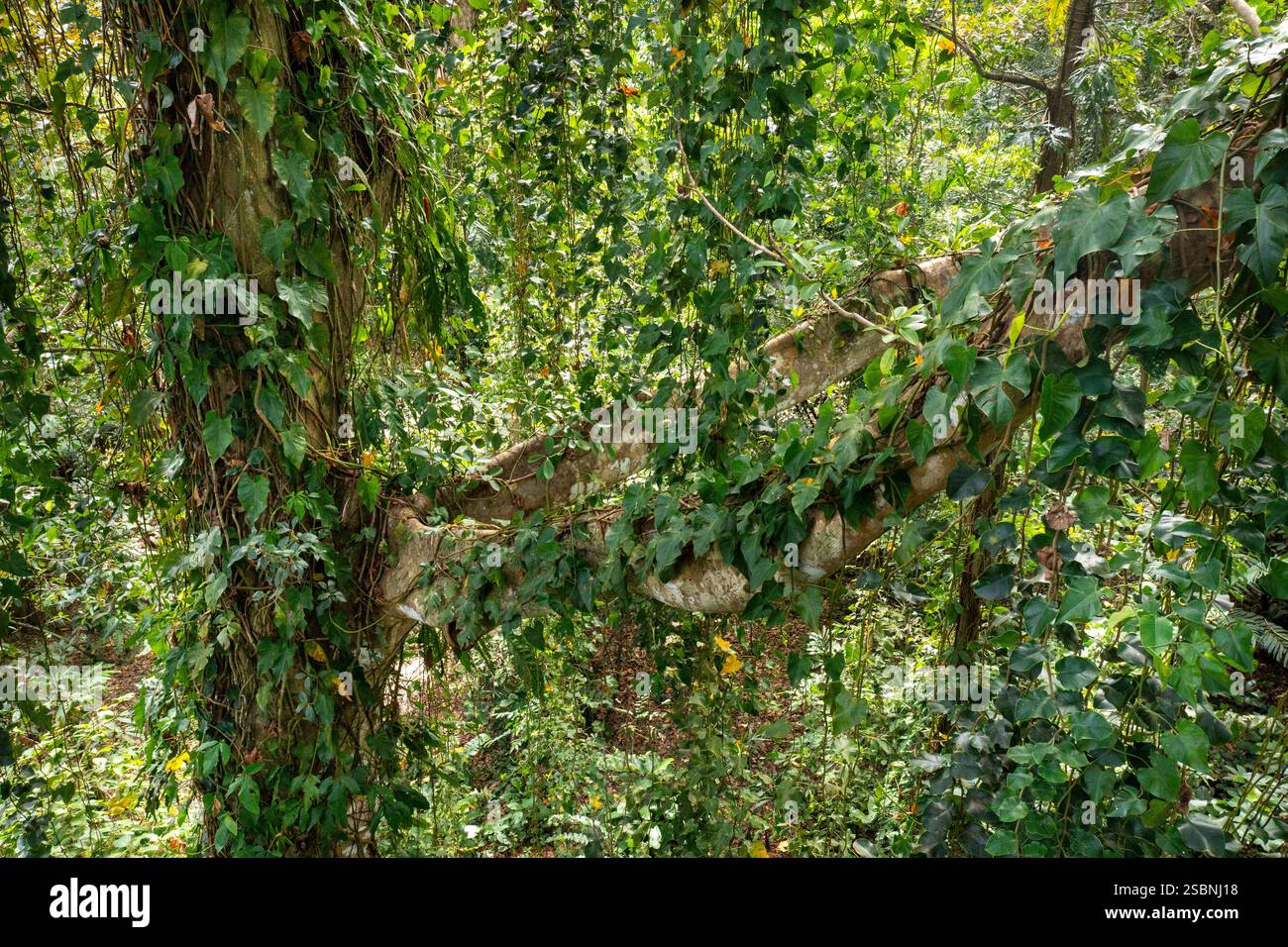 Panama, Bocas Del Toro, Isla Cristobal, aerial view of a big tree ...
