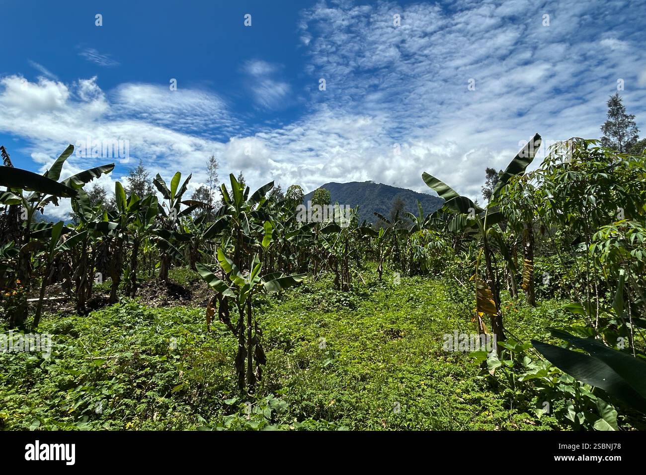 Mount Hagen, Highlands region, Papua New Guinea Stock Photo - Alamy