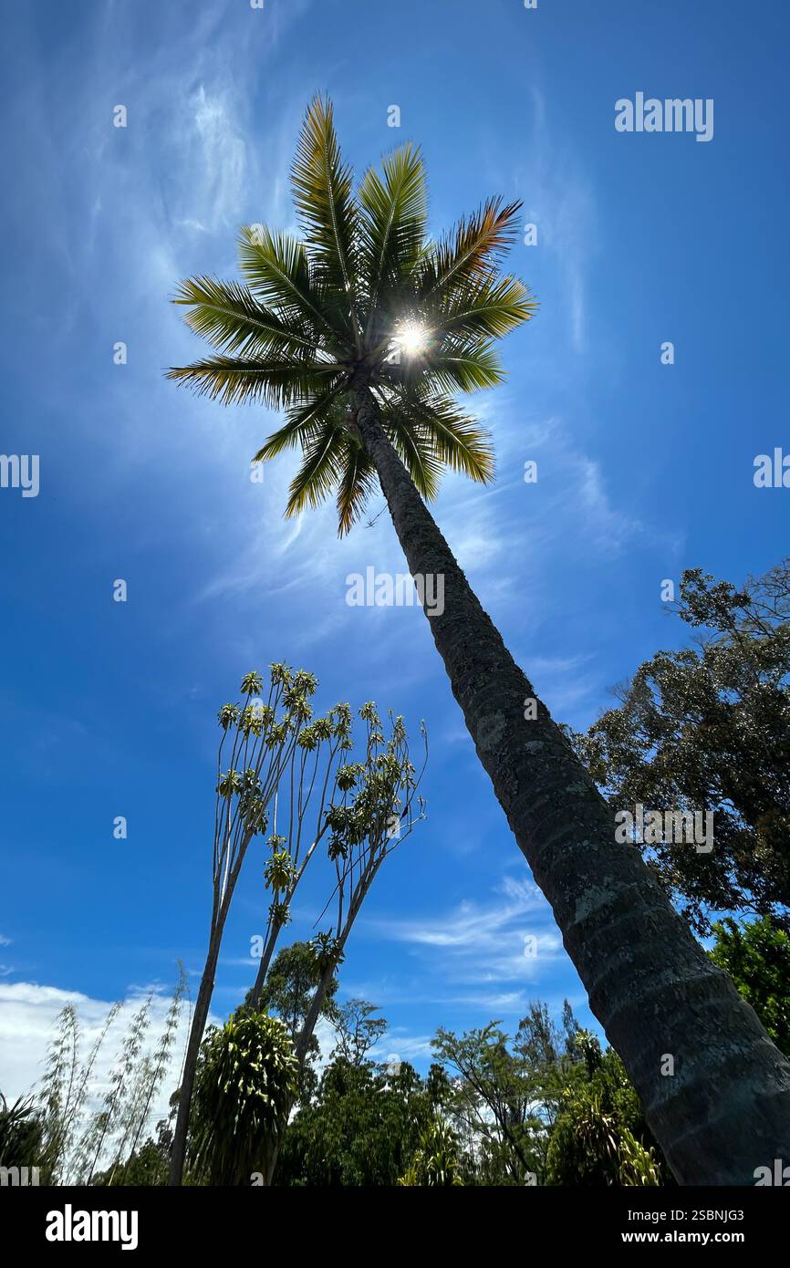 Mount Hagen, Highlands region, Papua New Guinea Stock Photo - Alamy