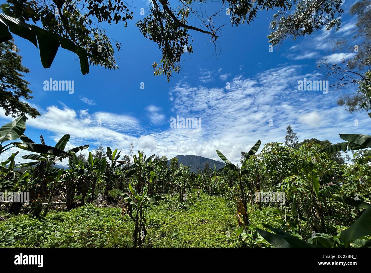 Mount Hagen, Highlands region, Papua New Guinea Stock Photo - Alamy