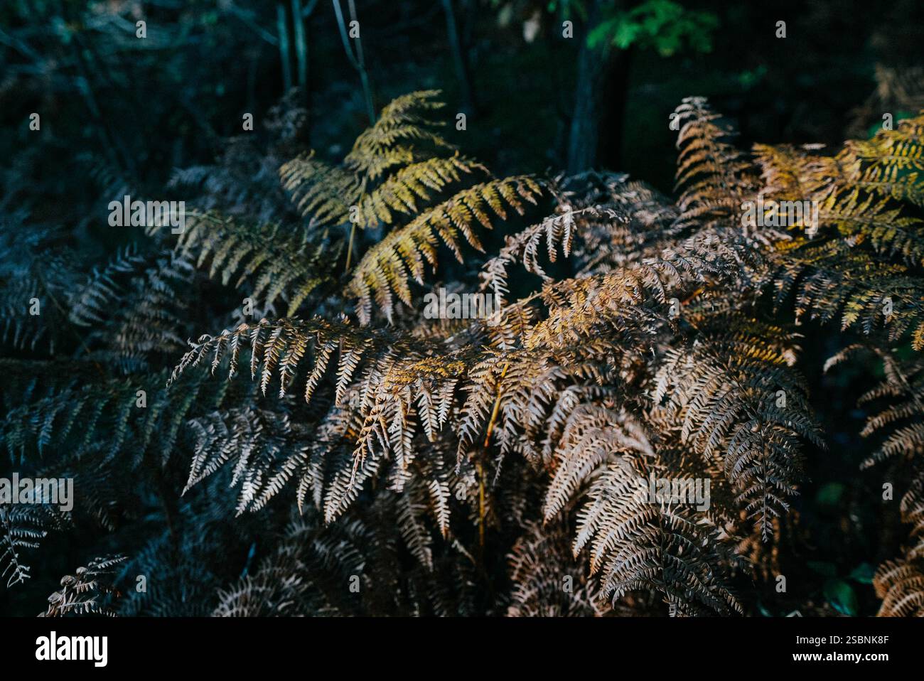 A bunch of dried up leaves on a tree. The leaves are brown and yellow ...