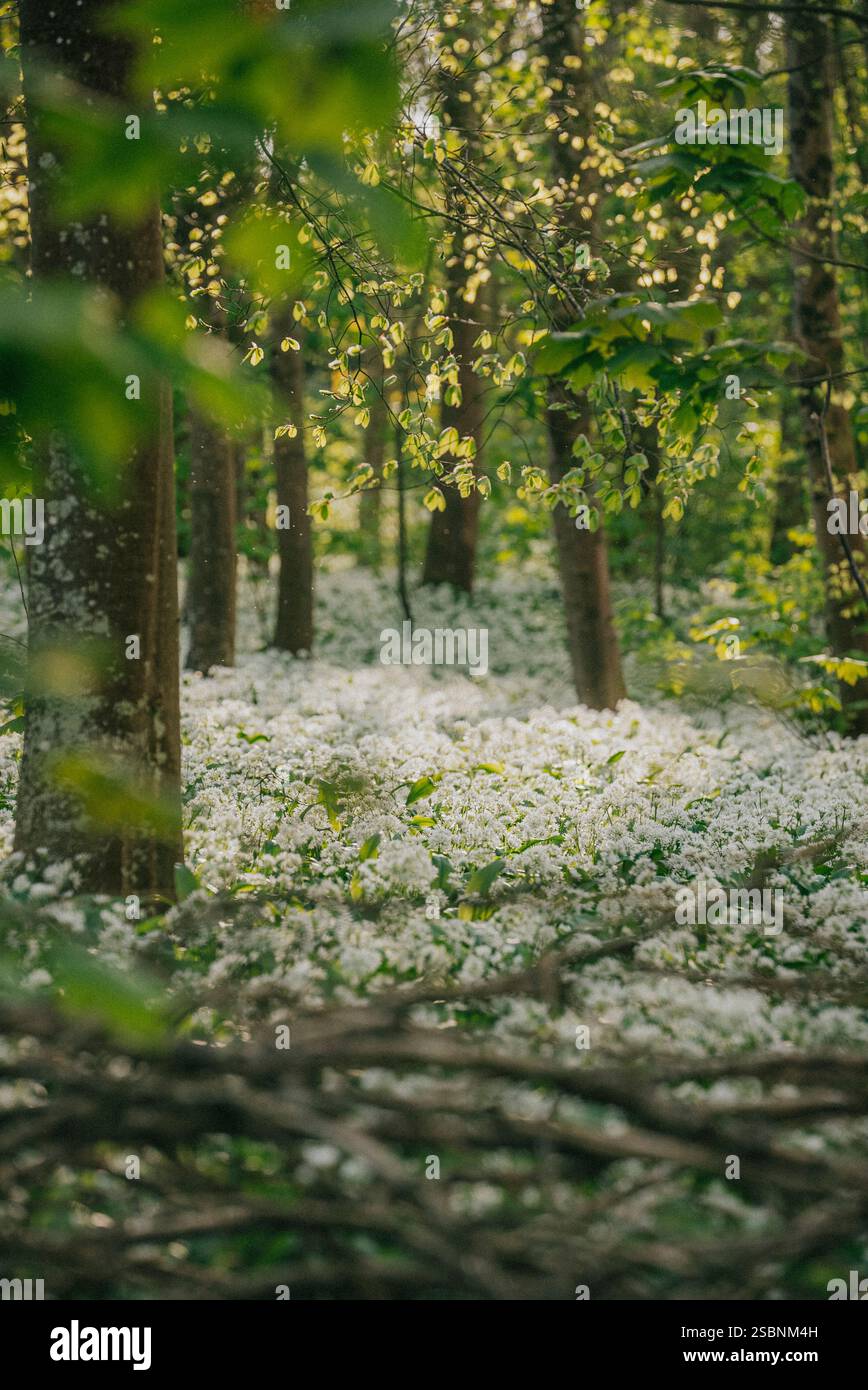 A forest with a lot of trees and a lot of white flowers. The flowers ...