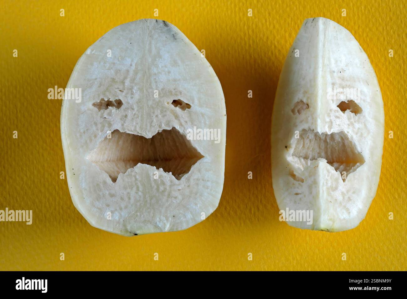 France, Territoire de Belfort, Reppe, market garden, Black radish ...