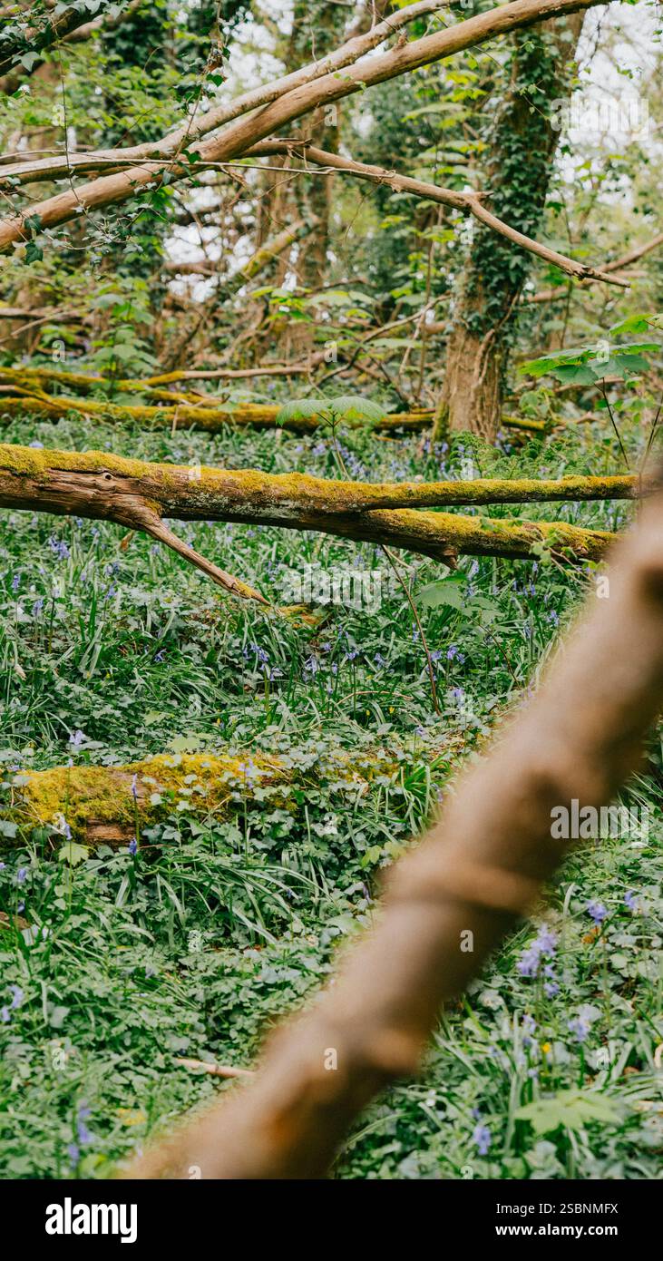 A forest with moss growing on the ground and branches. The moss is ...