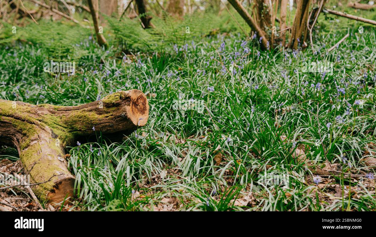 A large log is laying on the ground in a grassy field. The log is ...