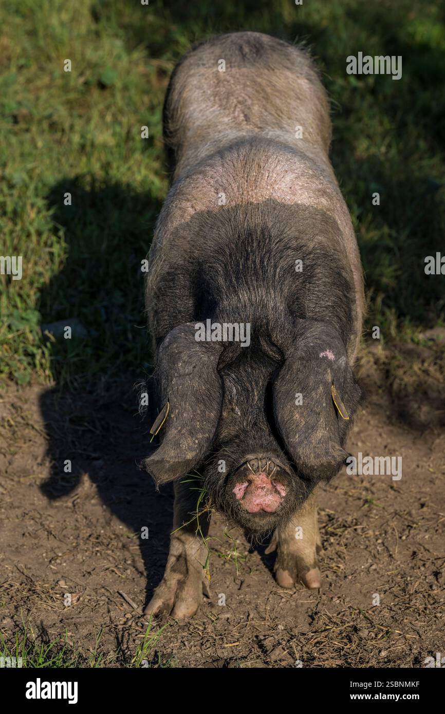 France, Pyrenees Atlantiques, Basque Country, Aldudes valley, Pierre ...
