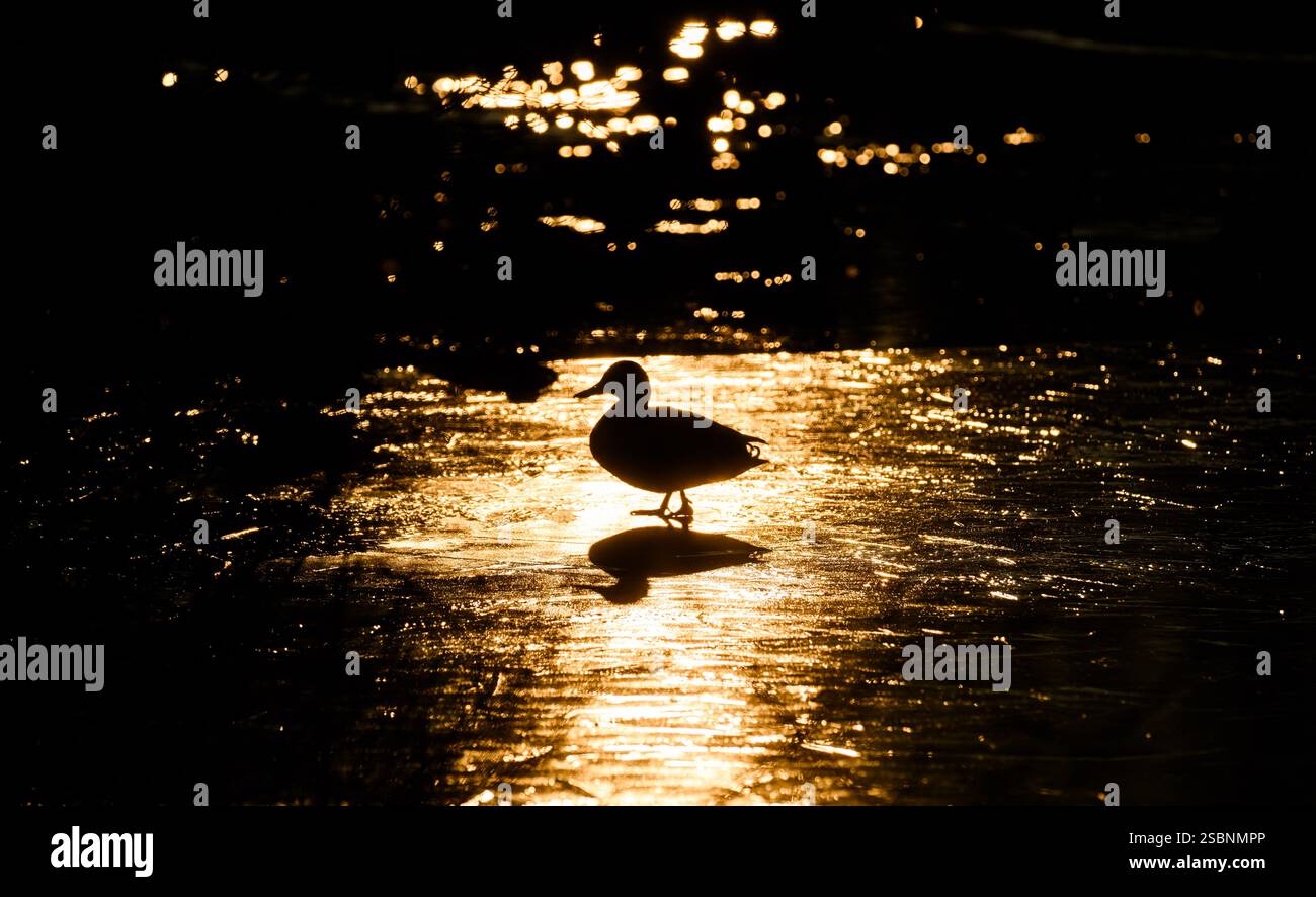 Hanover, Germany. 04th Feb, 2025. A duck stands on the frozen Anna pond ...
