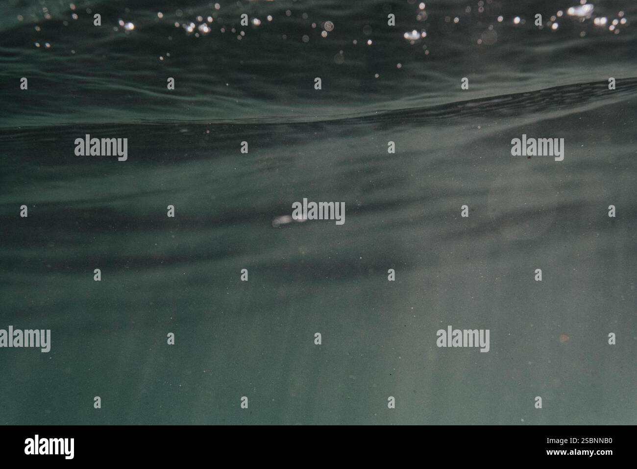 The water is dark and murky, with a few bubbles floating on the surface ...