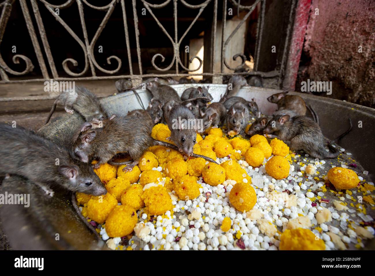 India, Rajasthan, Bikaner region, Deshnoke, Karni Mata temple also ...
