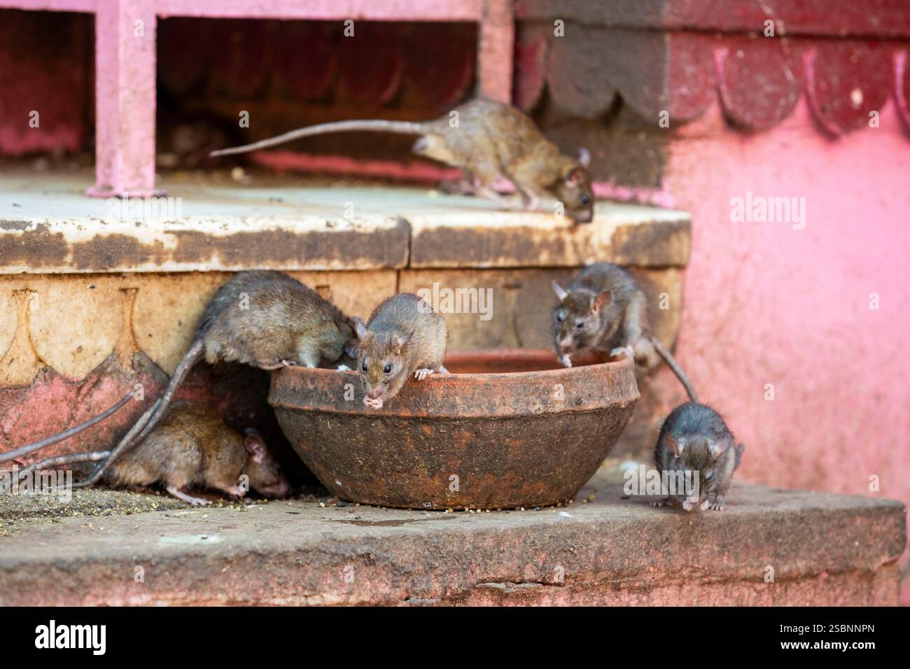 India, Rajasthan, Bikaner region, Deshnoke, Karni Mata temple also known as Rat Temple ...