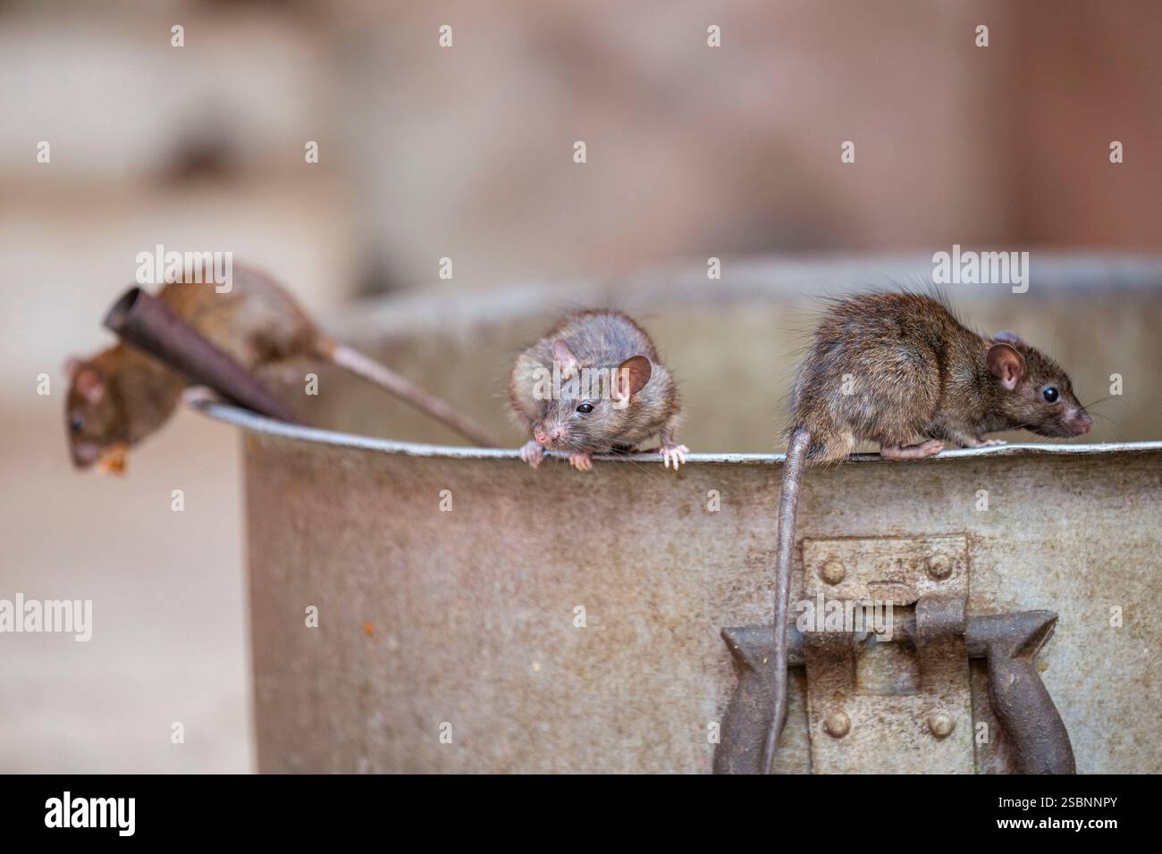 India, Rajasthan, Bikaner region, Deshnoke, Karni Mata temple also ...